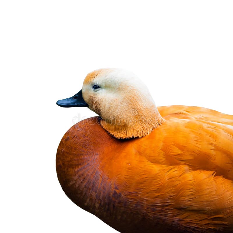 Mandarin Duck Bird Profile Isolated on White Stock Photo - Image of ...