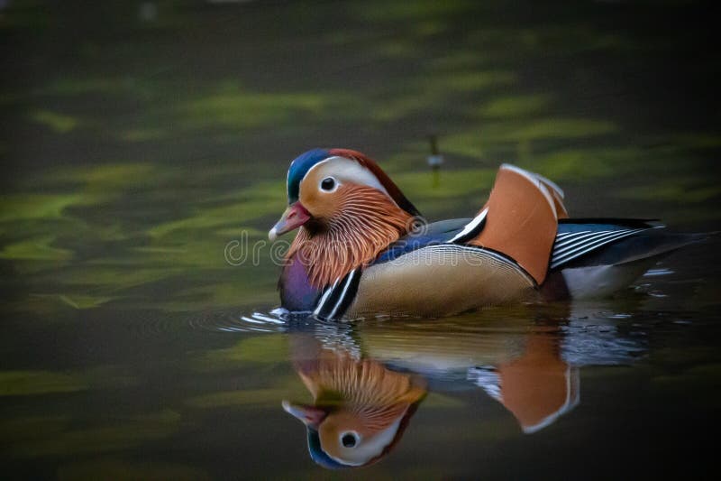 Mandarin Duck stock photo. Image of waterfowl, pond - 337869776