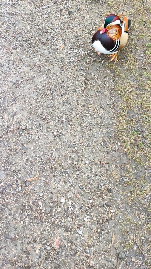 Mandarin Duck in the Corner Stock Photo - Image of soil, floor: 249016682