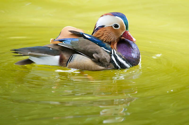 Mandarin Duck Drake stock photo. Image of birdwatching - 16542320