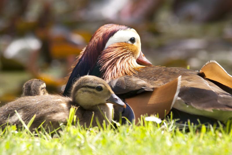 Mandarin Duck Drake stock image. Image of birds, rare - 25450151