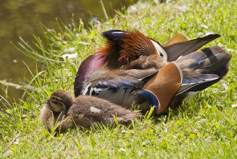 Mandarin Duck Drake stock image. Image of dublin, mandarin - 25450385