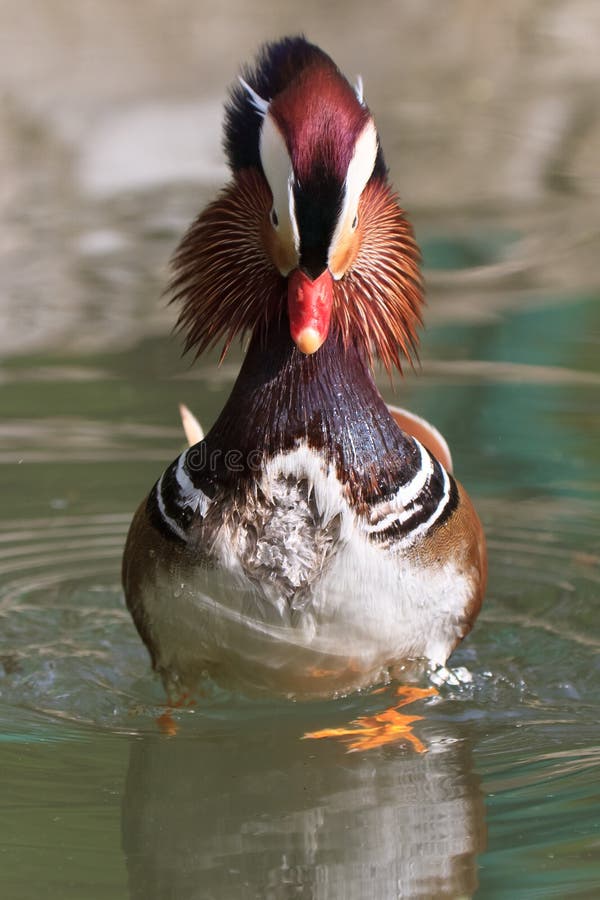 Mandarin Duck Drake (Aix Galericulata) Stock Photo - Image of beautiful ...