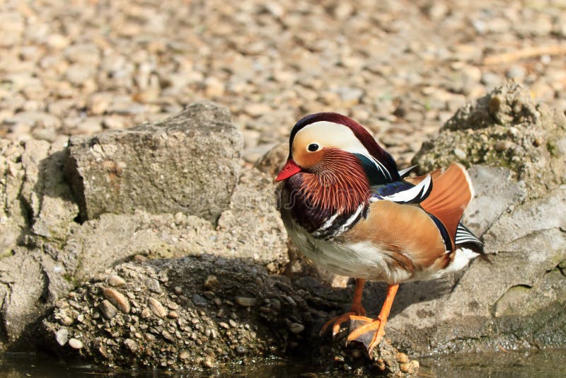 Mandarin Duck Drake (Aix Galericulata) Stock Image - Image of feather ...