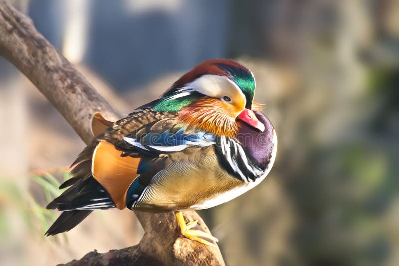 Mandarin duck. Drake stock image. Image of bird, drake - 86889441