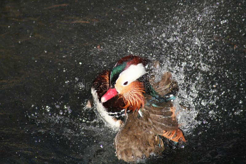 Mandarin Duck Drying Its Feathers Picture. Image: 639282