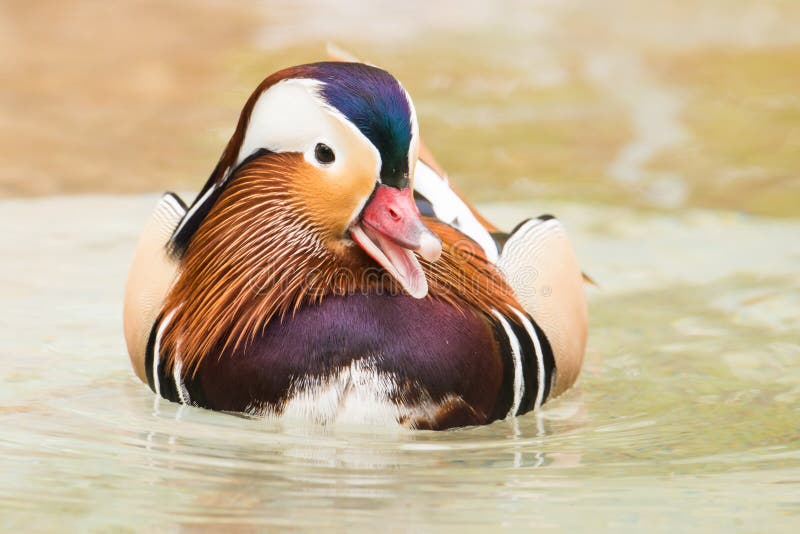 Mandarin Duck stock photo. Image of waterfowl, female - 69961212