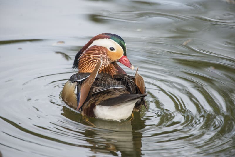 Mandarin Duck Looking Back stock image. Image of mandarin - 69970007