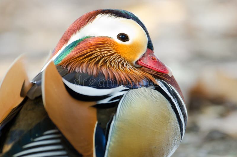 Mandarin Duck, Male Drake stock image. Image of eyes - 39021045