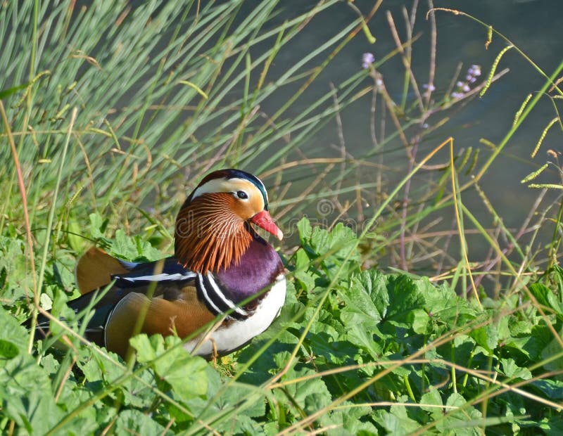 Mandarin duck in the marsh stock image. Image of mandarin - 62320741