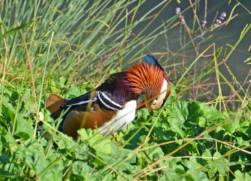 Mandarin duck in the marsh stock image. Image of ethology - 62685969