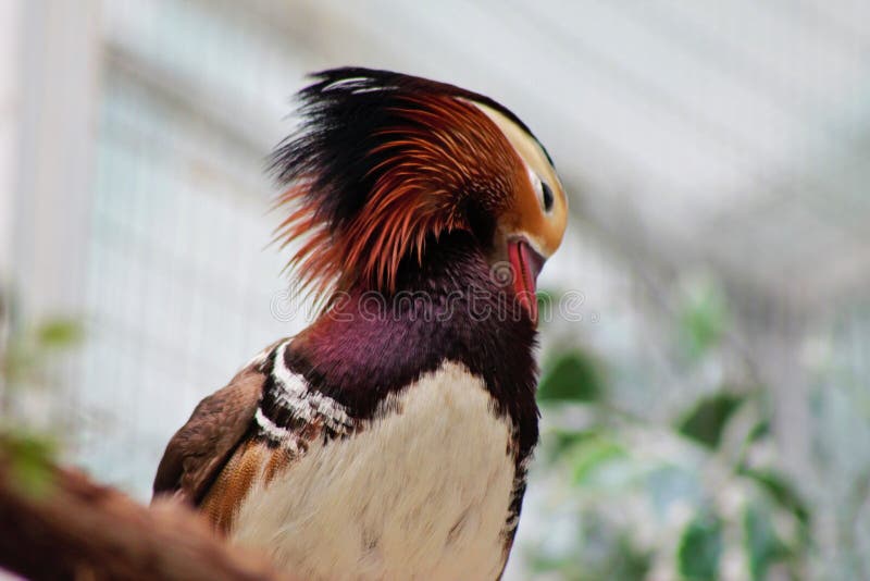 Mandarin Duck stock image. Image of perch, green, feather - 54418717
