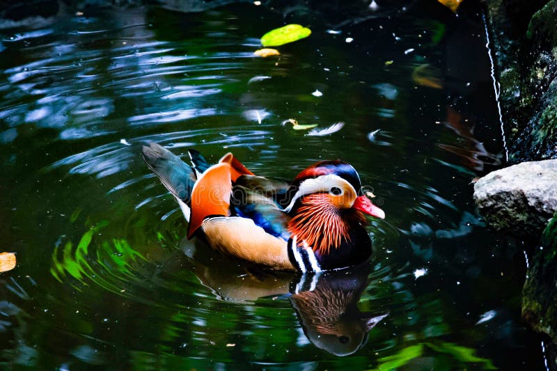 Mandarin duck pool stock image. Image of green, reflection - 341902543