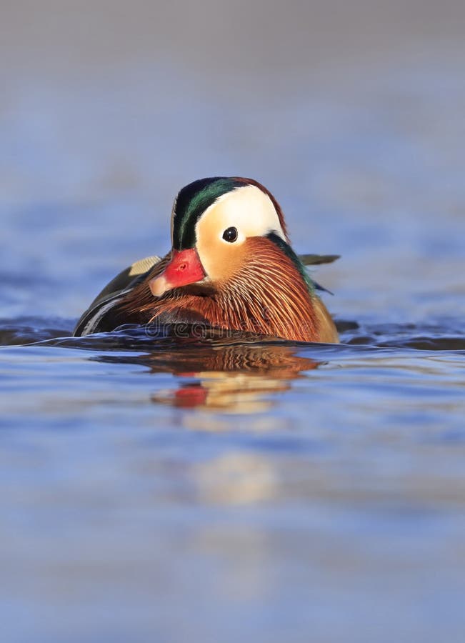 Mandarin Duck Portrait in Winter with Nice Reflections Stock Photo ...