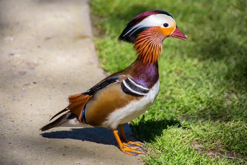 Mandarin Duck Profile Portrait Stock Image - Image of colour, green ...