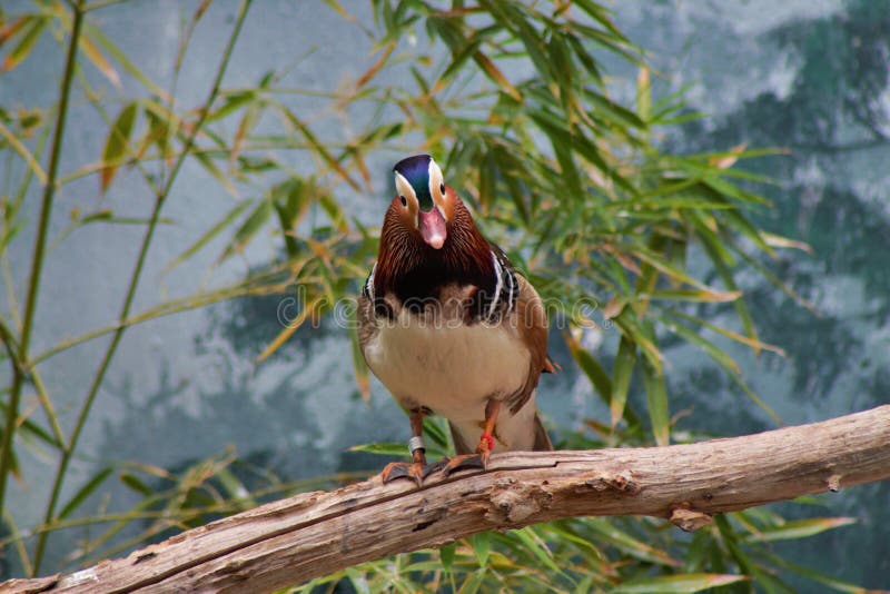 Mandarin Duck Stare stock image. Image of east, mallard - 54418713