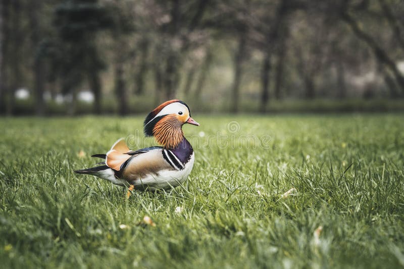 Mandarin Duck Walking on the Lawn, Spring Day Stock Image - Image of ...