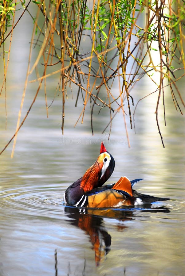 Mandarin Duck on water stock image. Image of aquatic, mandarin - 5038437