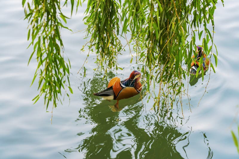 Mandarin Ducks Captured in a Park in Beijing, China Stock Photo - Image ...