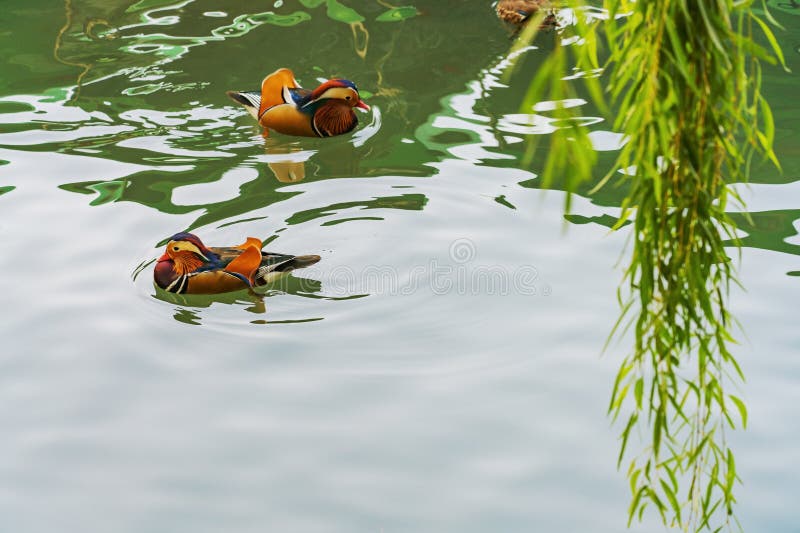 Mandarin Ducks Captured in a Park in Beijing, China Stock Photo - Image ...