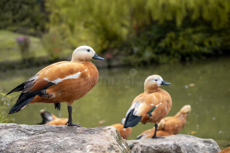 Mandarin ducks stock image. Image of feather, anas, mandarin - 262720779