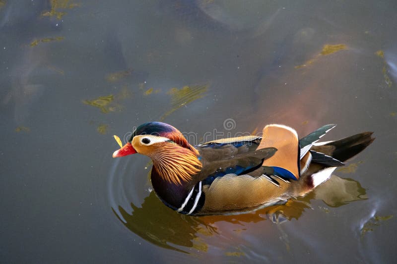 Mandarin Ducks in Kunming Lake, Summer Palace, Beijing Stock Image ...