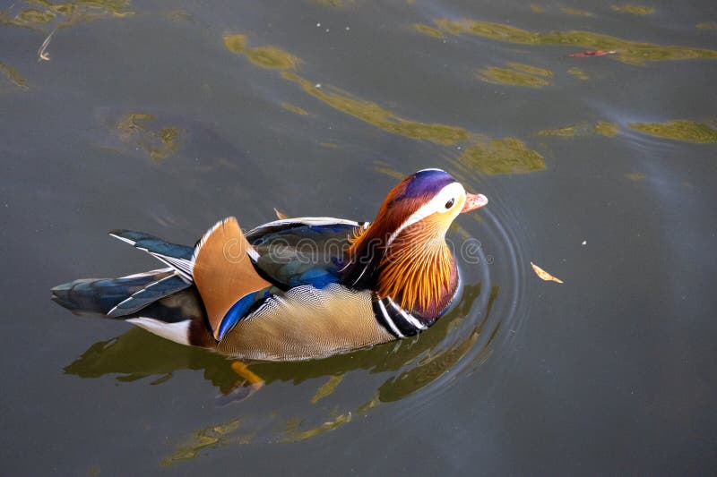 Mandarin Ducks in Kunming Lake, Summer Palace, Beijing Editorial Stock ...