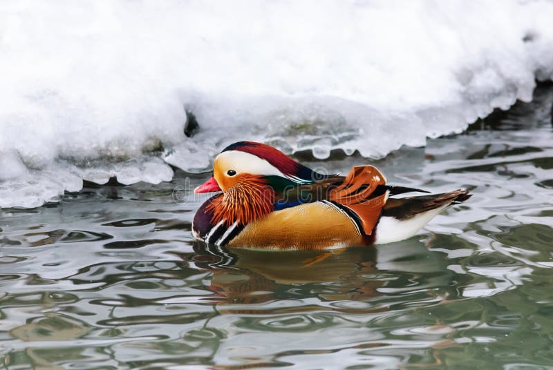Mandarin ducks stock photo. Image of pond, pets, animal - 46848996