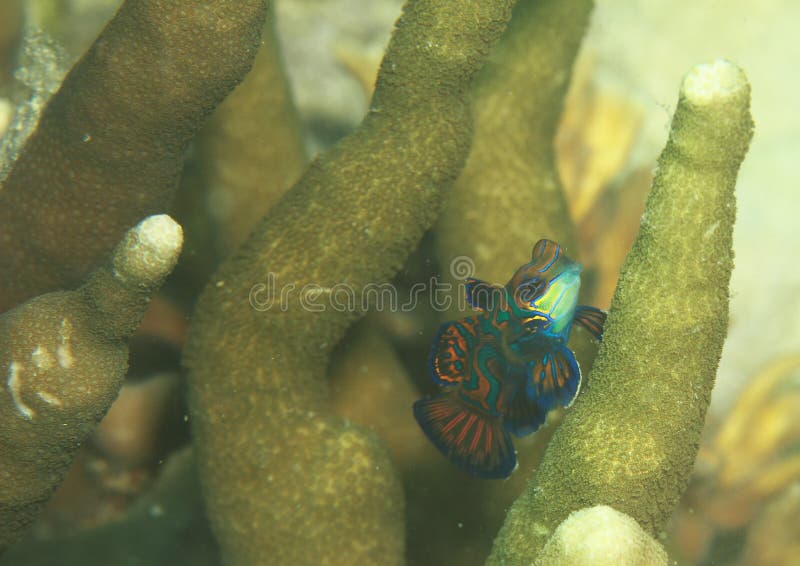 Mandarin fish stock image. Image of mandarin, fish, hard - 29133013