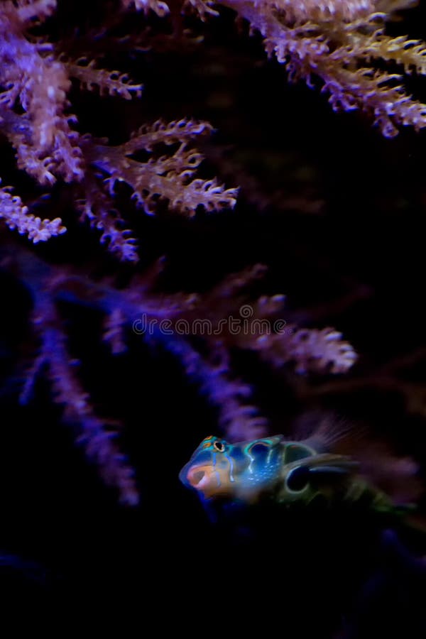 Mandarin fish stock photo. Image of colorful, dive, pacific - 37990750