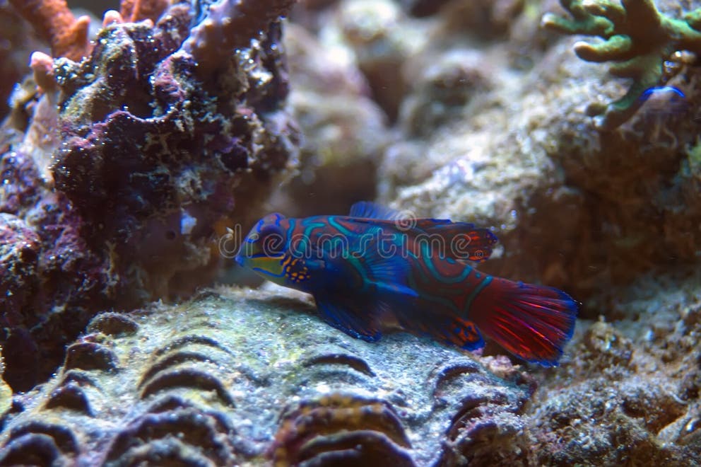 Mandarin fish stock image. Image of diving, dive, aqua - 7500151