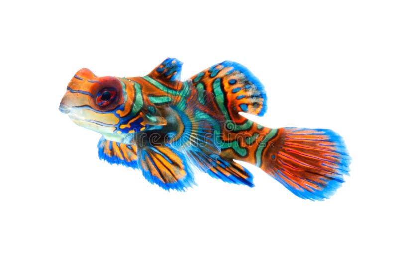 Mandarin Fish Isolated on White Background Stock Image - Image of ...