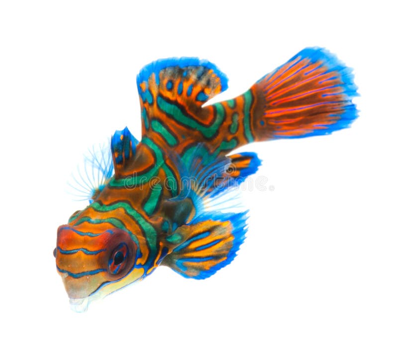 Mandarin Fish Isolated on White Background Stock Image - Image of ...