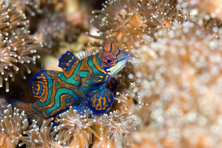 Mandarin fish macro shot stock image. Image of diving - 6570525
