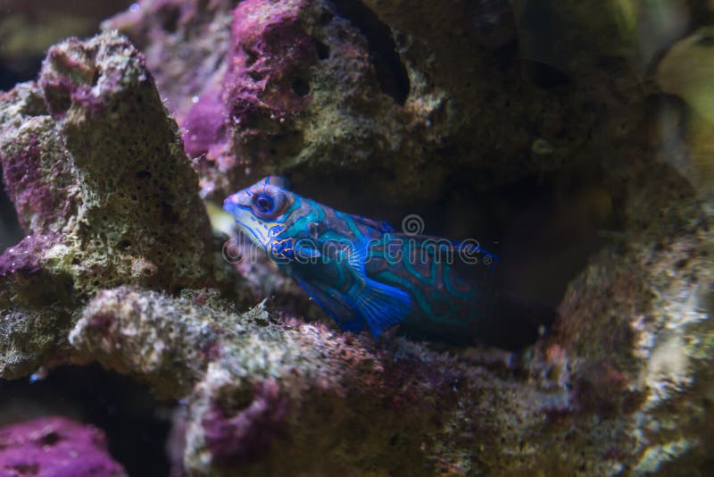 Mandarin Fish in Marine Aquarium Stock Image - Image of marine, fish ...