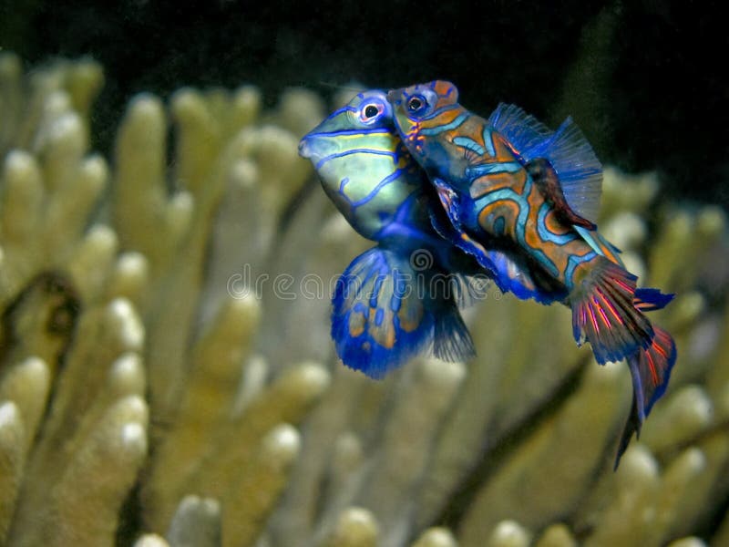 Mandarin Fish Mating stock photo. Image of cute, lovers - 4512752