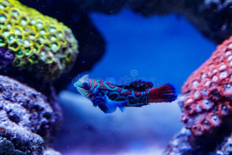 Mandarin Fish the Most Beautiful, Colorful and Amazing Fish Stock Photo ...