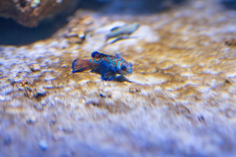 Mandarin Fish - Marine Fish Stock Image - Image of saltwater, aquarium ...