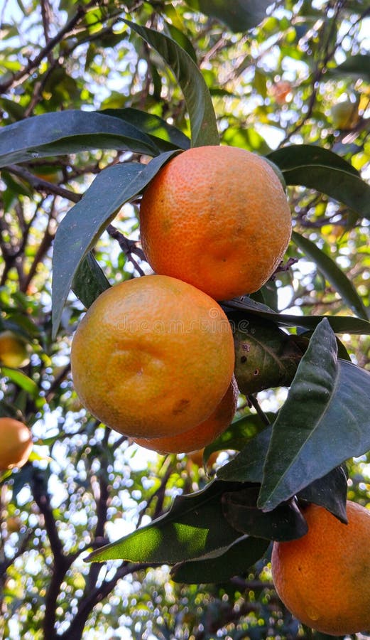 Mandarin fruit on tree stock photo. Image of tree, orange - 345105698