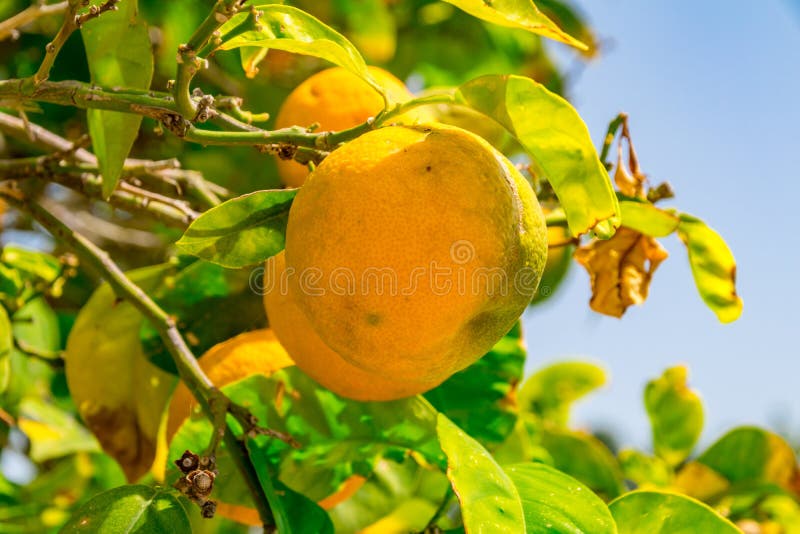 Mandarin Fruit on a Tree. Ripening Mandarin Stock Image - Image of ...