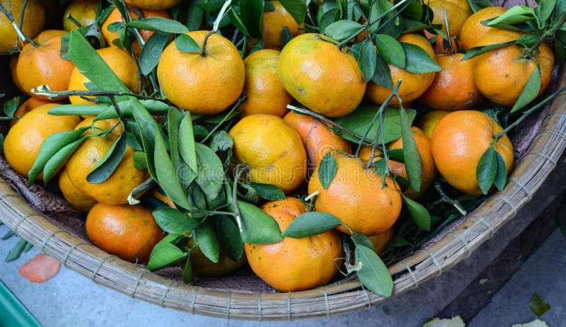 Mandarin Fruits in the Basket Stock Photo - Image of sunset, evening ...