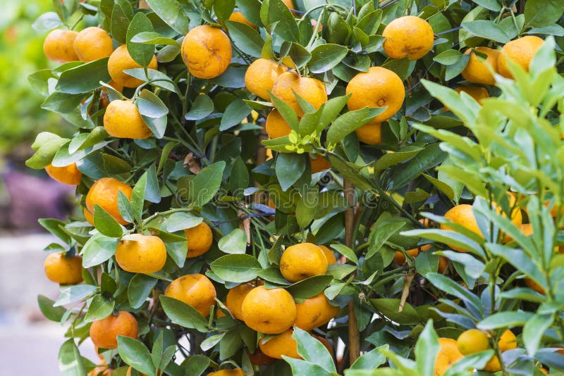 Mandarin fruits tree stock photo. Image of harvest, citron - 38097714