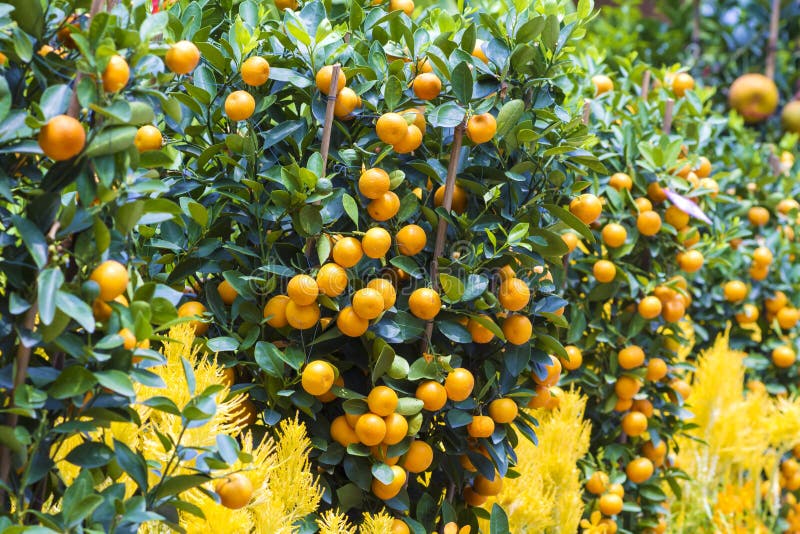Mandarin fruits tree stock image. Image of summer, mandarin - 38097853
