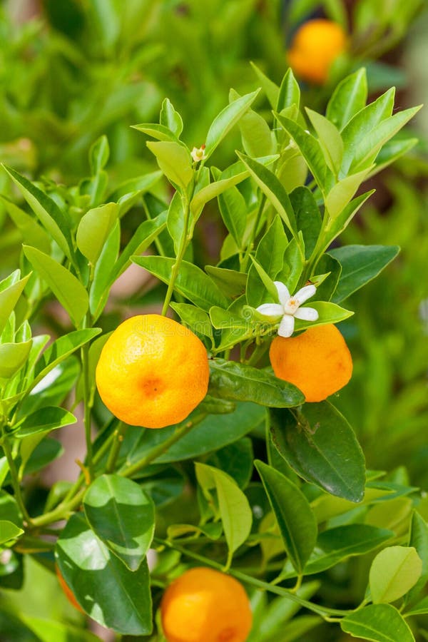 Mandarin fruits on a tree stock image. Image of fresh - 90805163