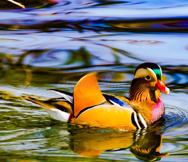 An alien in the lake stock photo. Image of lake, fresh - 263679794