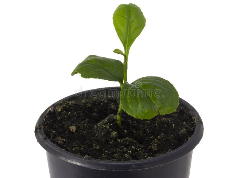 Mandarin Growing in a Pot. Isolated on a White Background Stock Photo ...