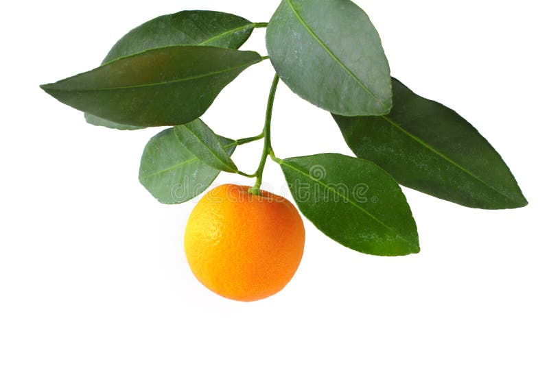 Mandarin Growing on White stock photo. Image of february - 37385216