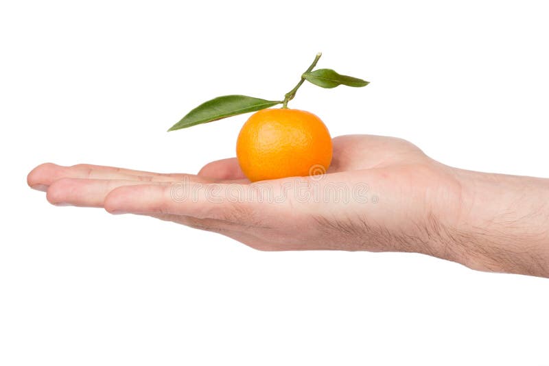 Mandarin in hand stock image. Image of tangerine, white - 47211775