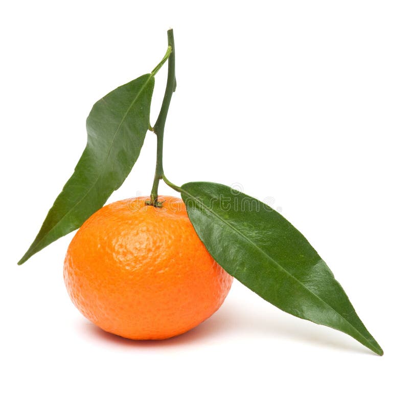 Mandarin with leaves stock photo. Image of food, lifestyle - 12459822