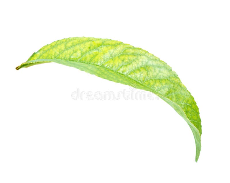 Mandarin Leaves Isolated on White Background Stock Photo - Image of ...